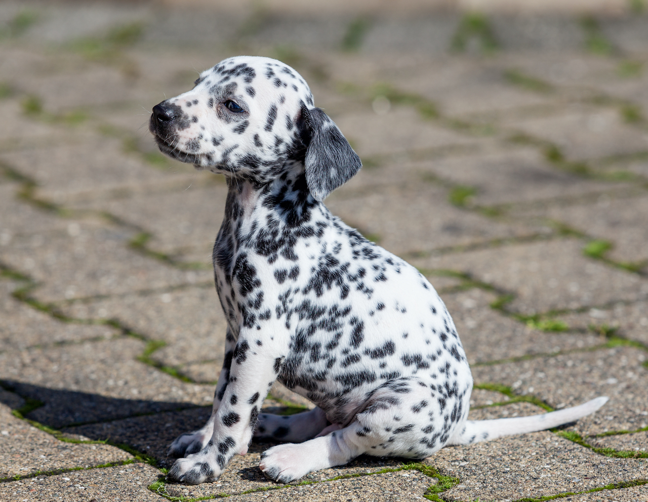 Cucciolo Di Cane Dalmata Cucciolo Di Dalmata In Bianco E Nero Foto
