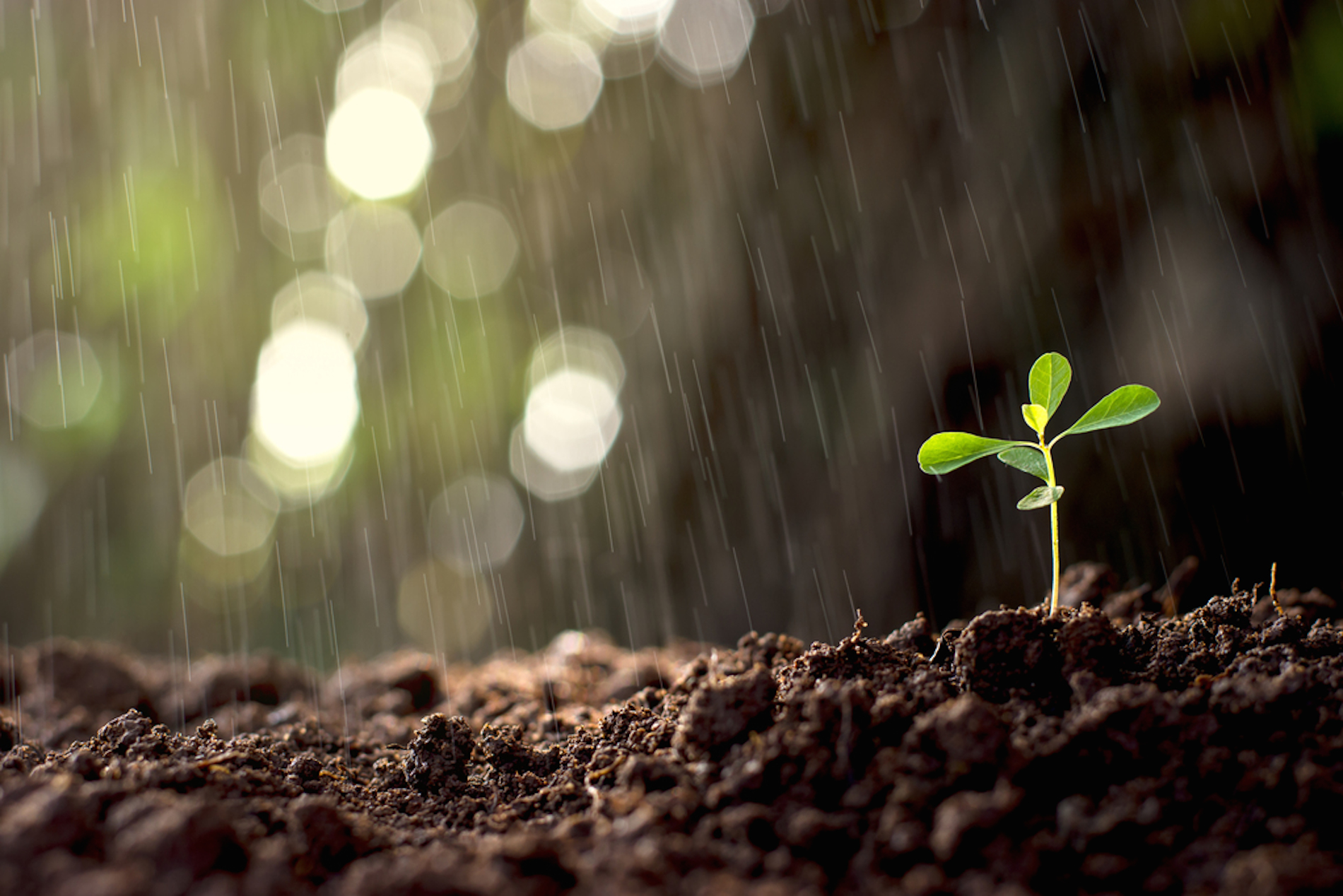Biodiversità del suolo, perché è importante e cosa fare per tutelarla ...