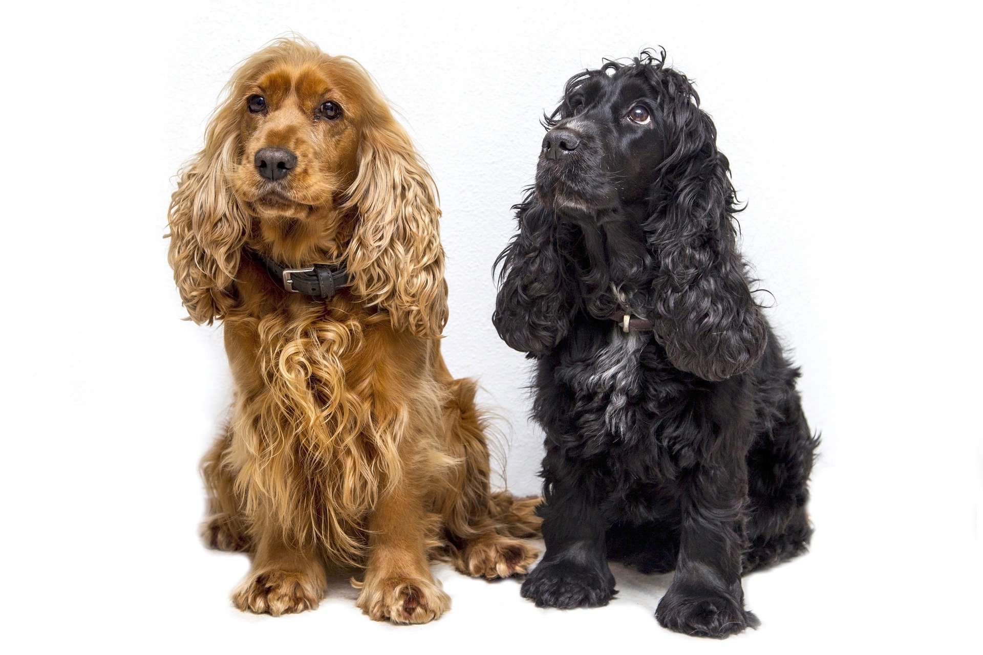 Cocker spaniel, dalla caccia al divano: tutte le caratteristiche della ...