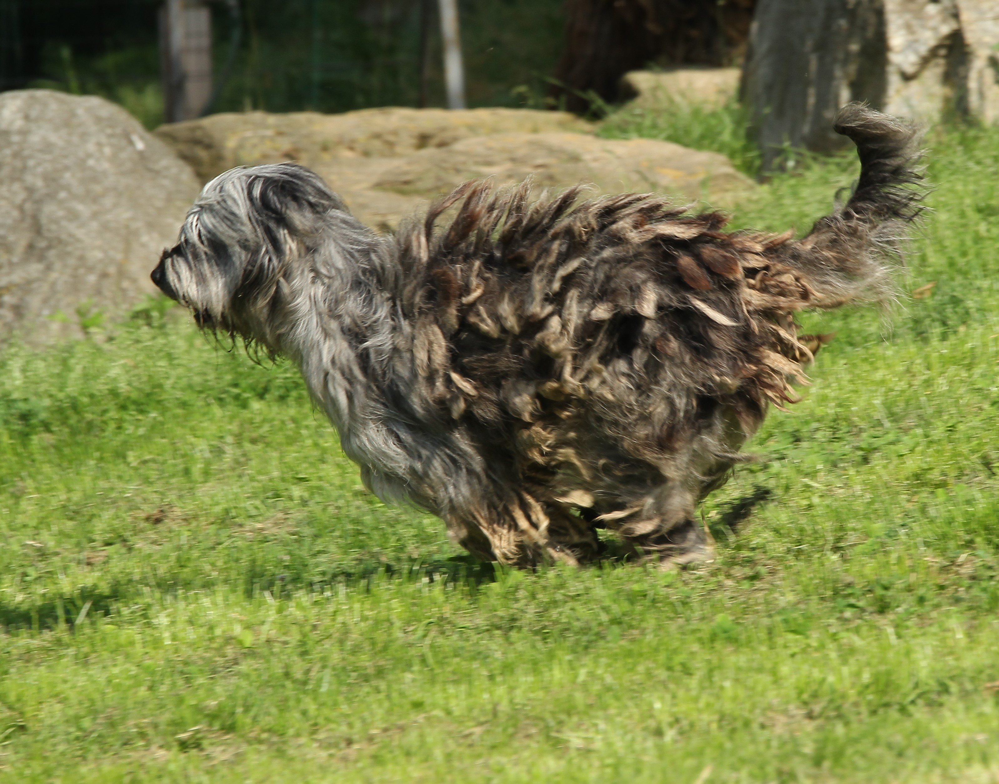 Pastore bergamasco, un antico cane lombardo da riscoprire - LifeGate