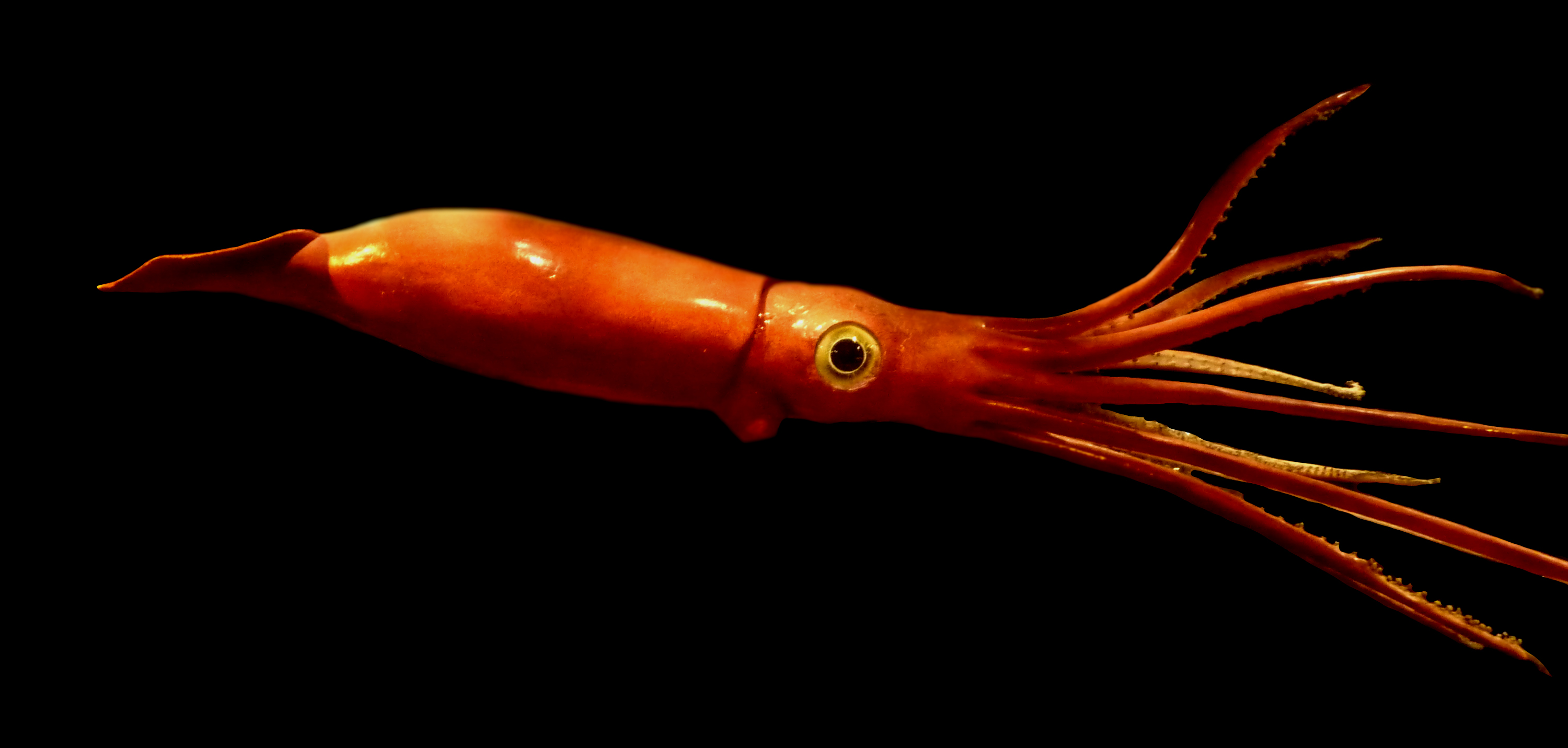 Calamaro gigante: foto e film | LifeGate