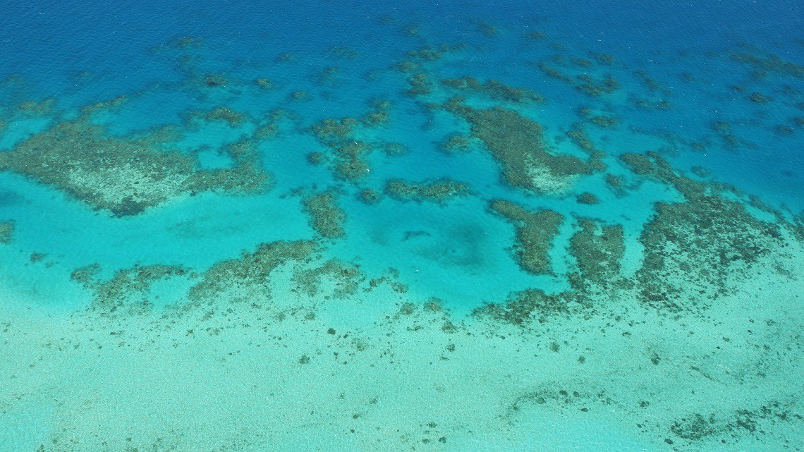Australia, persa in 25 anni metà dei coralli della Grande barriera ...