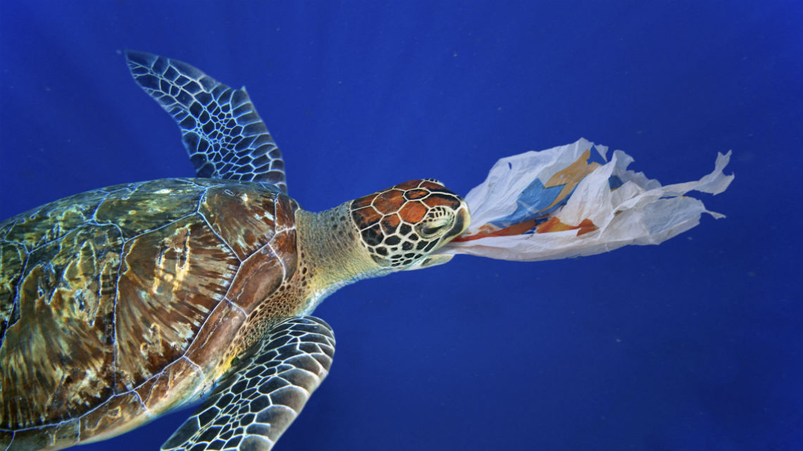 Plastica nel Mediterraneo, presente in 116 specie diverse e in migliaia ...