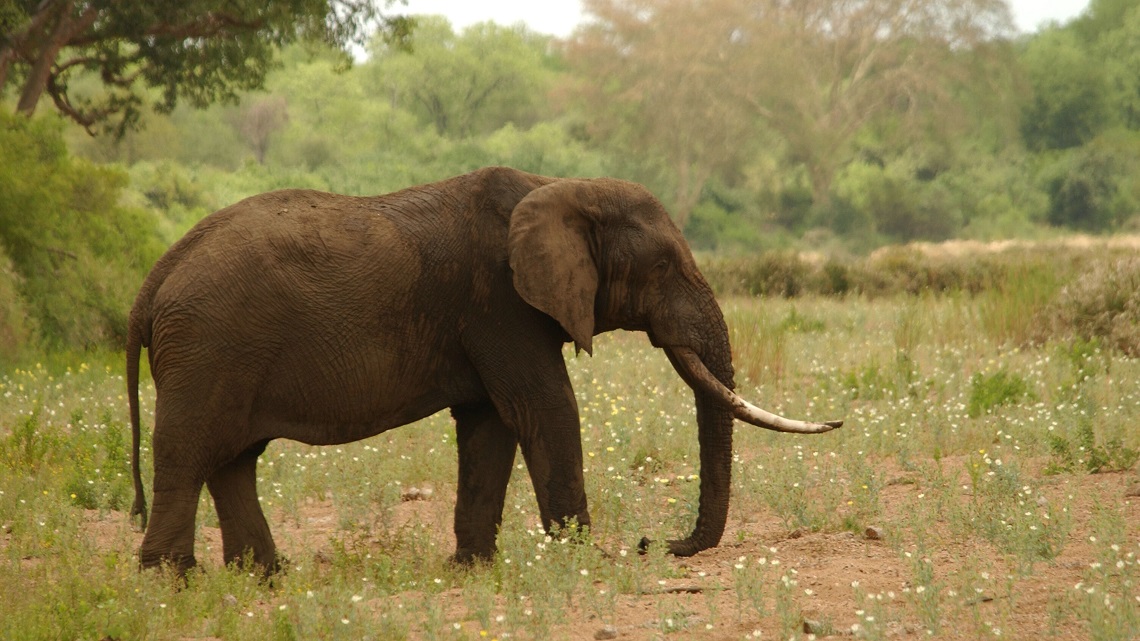 Elefante