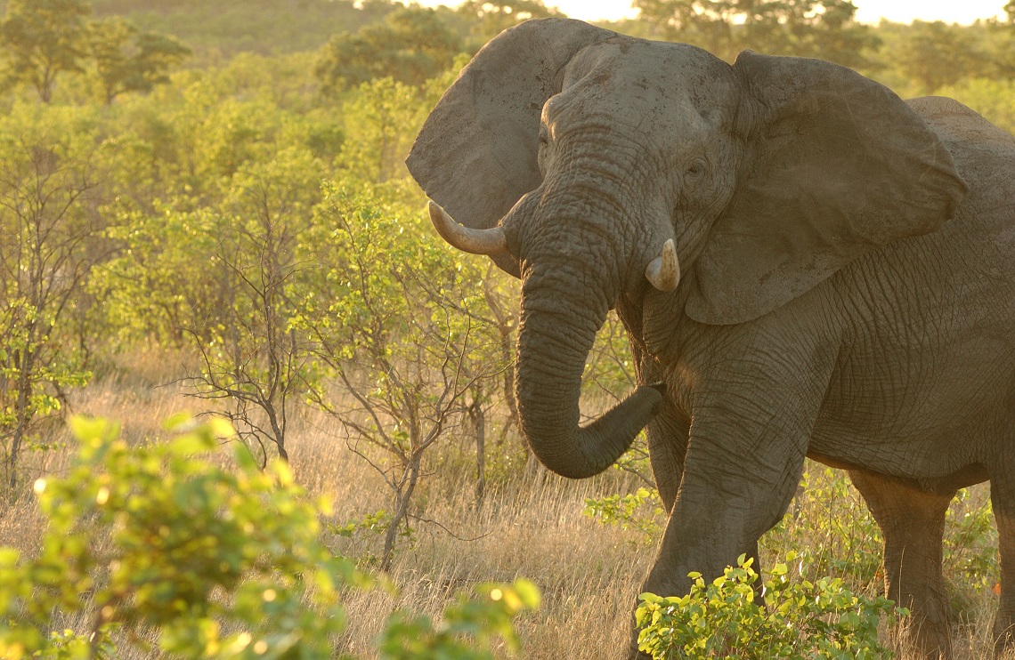 Che cos'è l'Unea - LifeGate