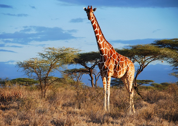 Il 21 giugno è la prima Giornata mondiale della giraffa | LifeGate