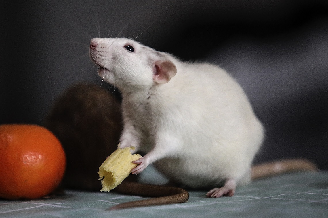 Ai ratti non piace danneggiare i propri simili | LifeGate