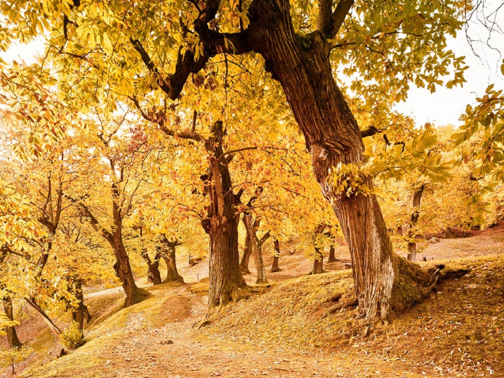 Tempo di castagne: dove raccoglierle, mangiarle o semplicemente ...