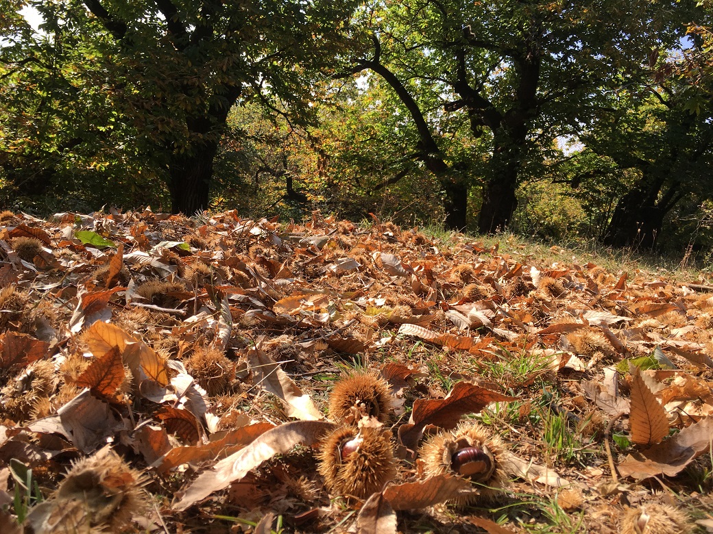Tempo di castagne: dove raccoglierle, mangiarle o semplicemente ...