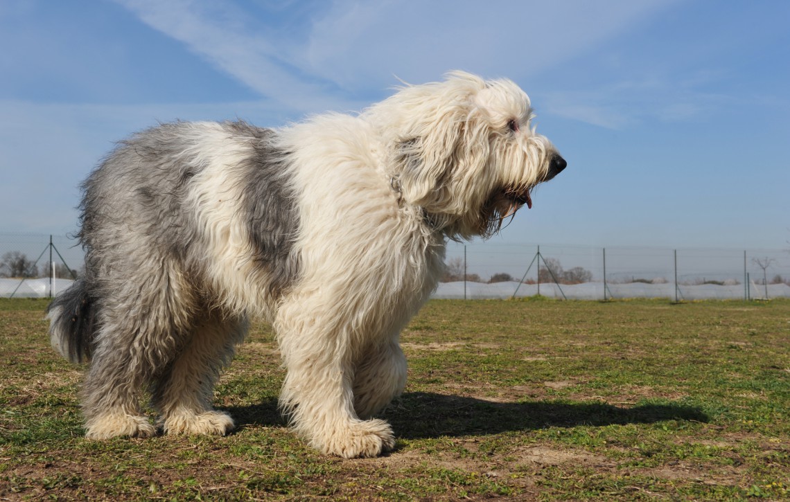 Bobtail, il cane da pastore inglese che rischia l'estinzione | LifeGate