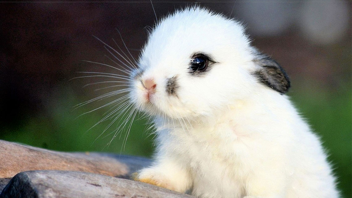 I simboli naturali della Pasqua e il loro significato: cosa ci dicono ...