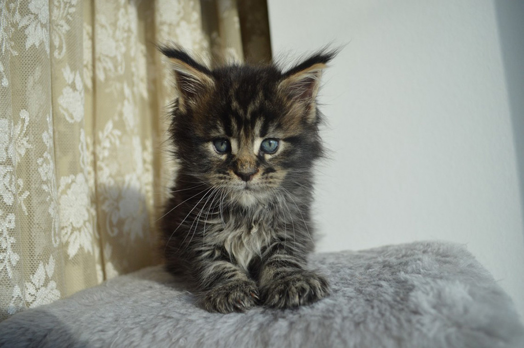 Maine coon, il gatto americano che somiglia a una lince - LifeGate