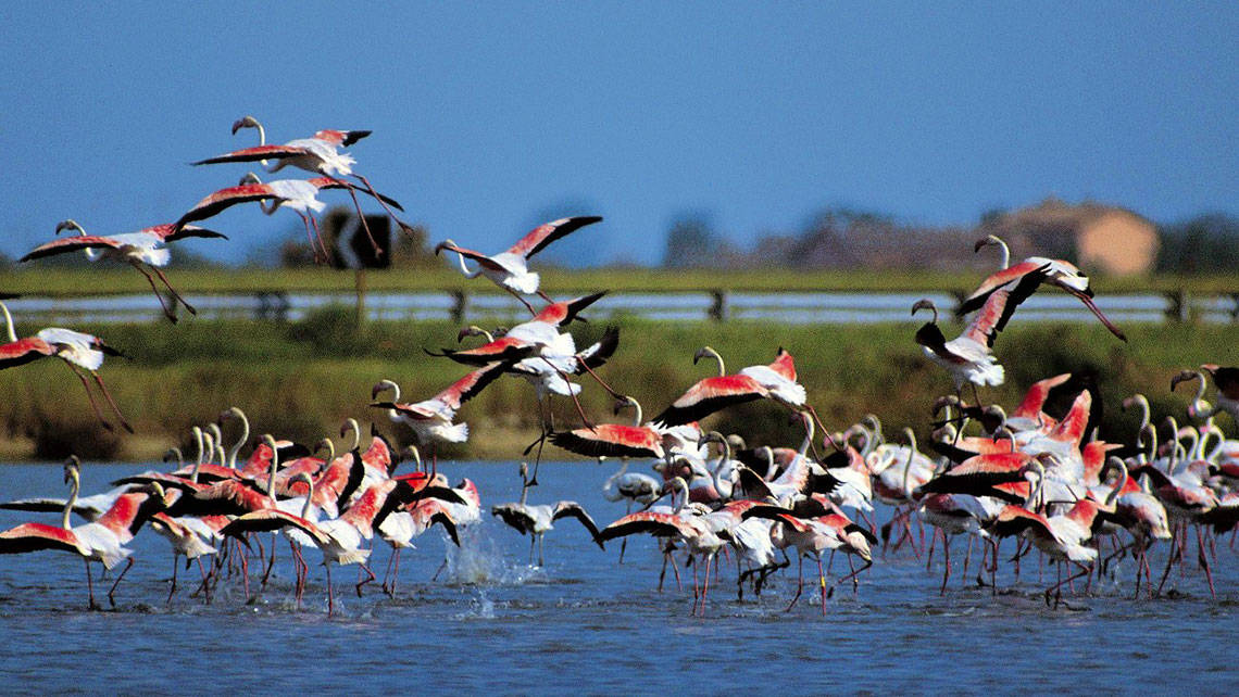 Perché il delta del Po deve diventare parco nazionale | LifeGate