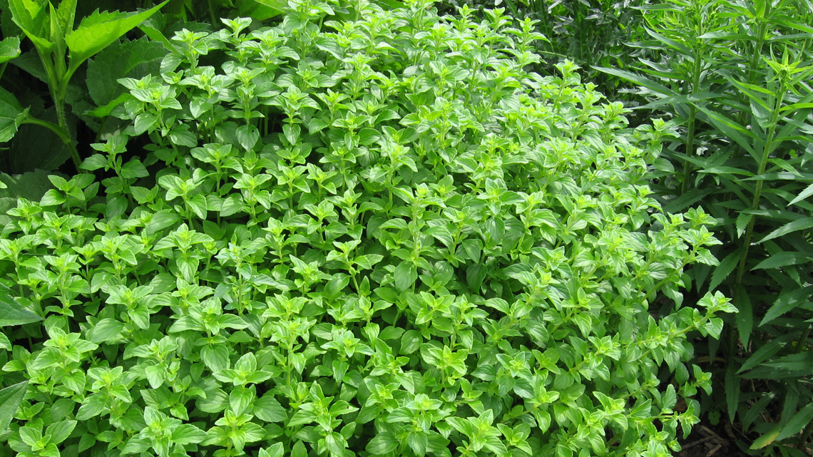 La nepitella o mentuccia, fresca menta isolana | LifeGate