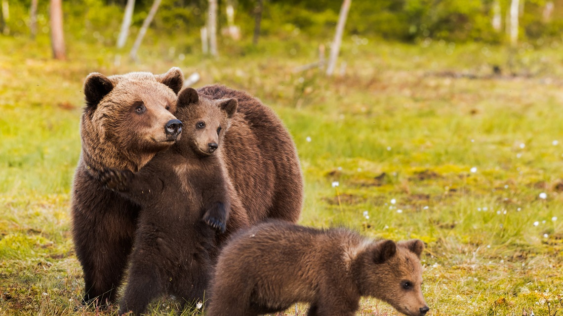 In Trentino c’è un orso in meno, hanno ucciso l’orsa KJ2 | LifeGate