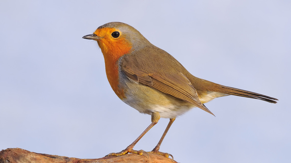 Uccellini. Un pettirosso per amico | LifeGate