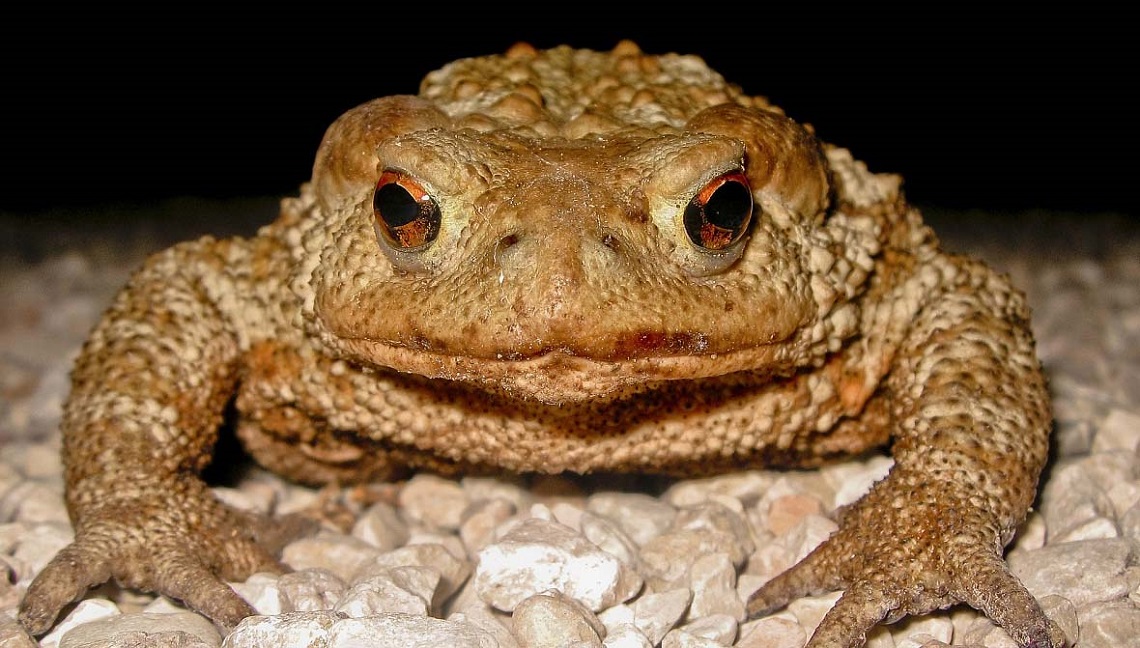 Aiutiamo i rospi ad attraversare la strada | LifeGate