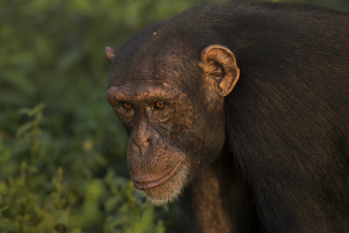 Liberia, un nuovo parco per proteggere gli scimpanzé occidentali - LifeGate