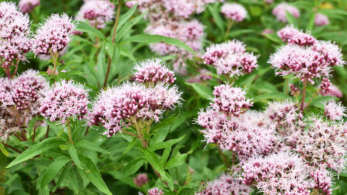 Valeriana: usi, benefici, proprietà e controindicazioni | LifeGate