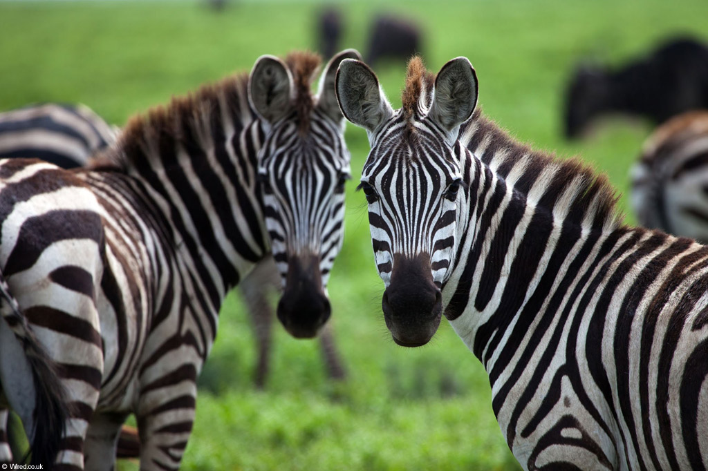 La migrazione da record delle zebre | LifeGate La migrazione da record delle zebre | LifeGate