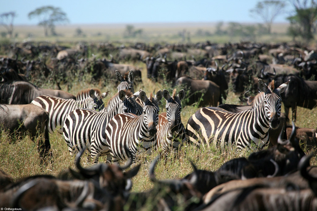 La migrazione da record delle zebre | LifeGate La migrazione da record delle zebre | LifeGate